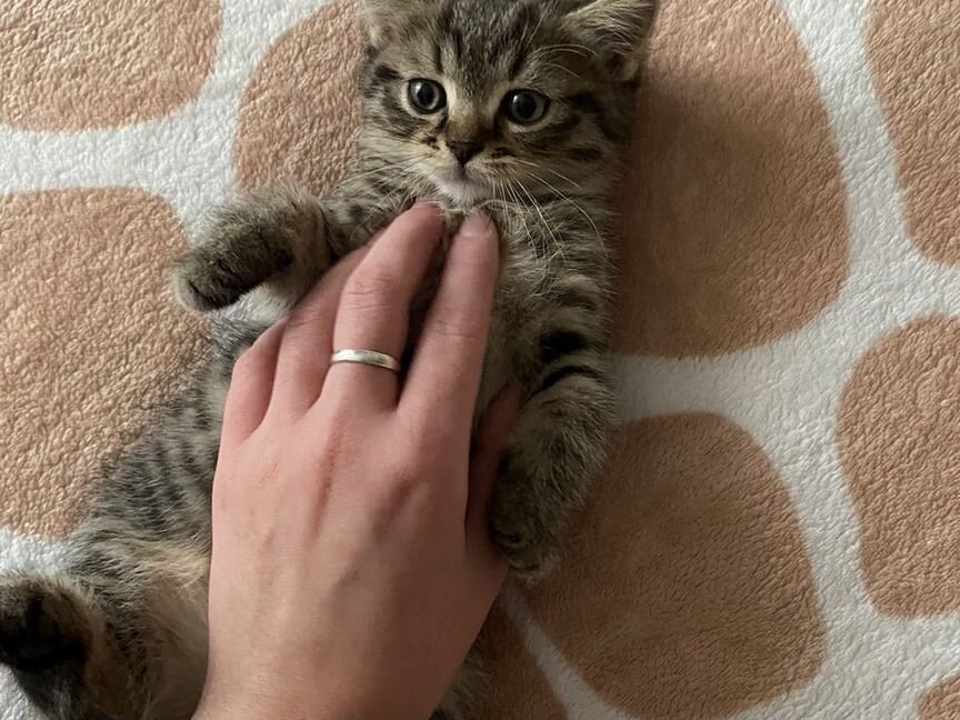 Отдам даром, замечательного мальчишку