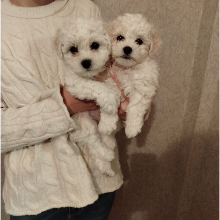 Бишон фризе, щенок