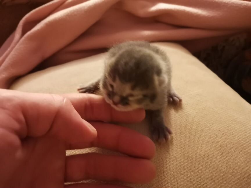 Котенок женского пола родился 3.06.24