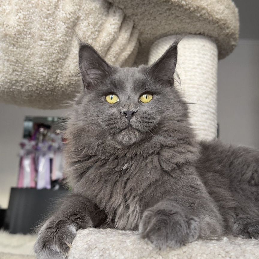 Кот мейн-кун