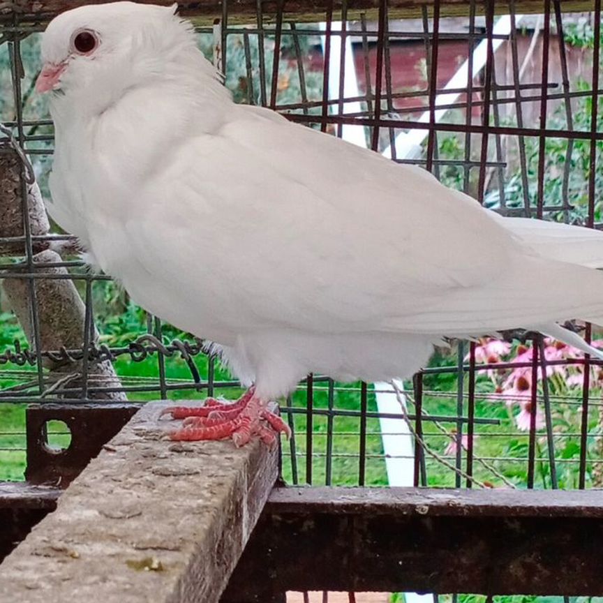 Голубка бантастая. 2024 года