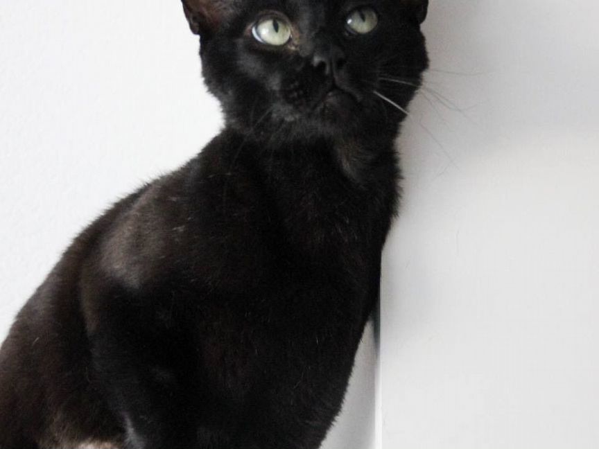 Кот Ашер в дар