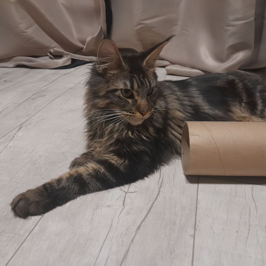 Мейн-кун котёнок