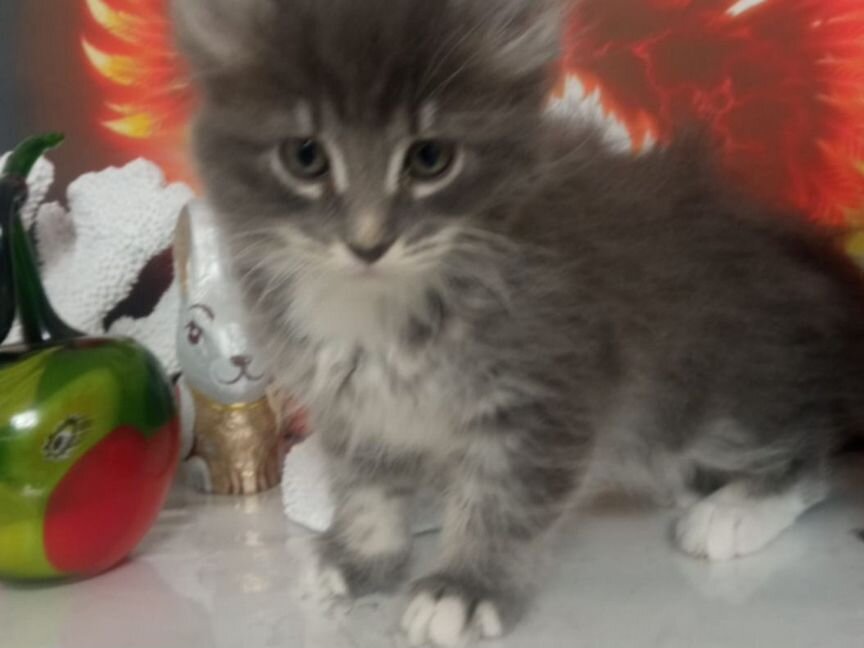 Котята мейн-кун