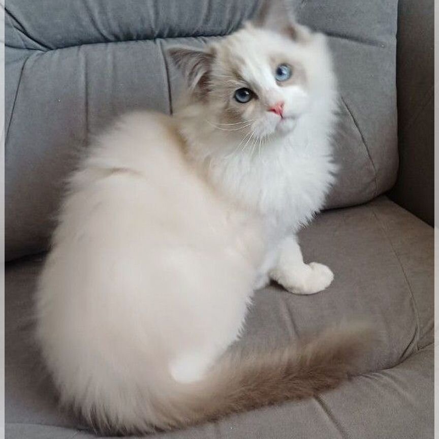 Рэгдолл котёнок