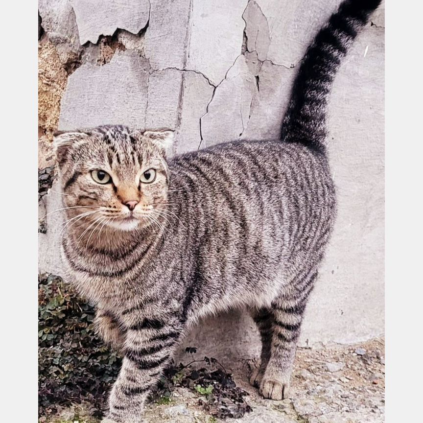 Котик с экзотической внешностью