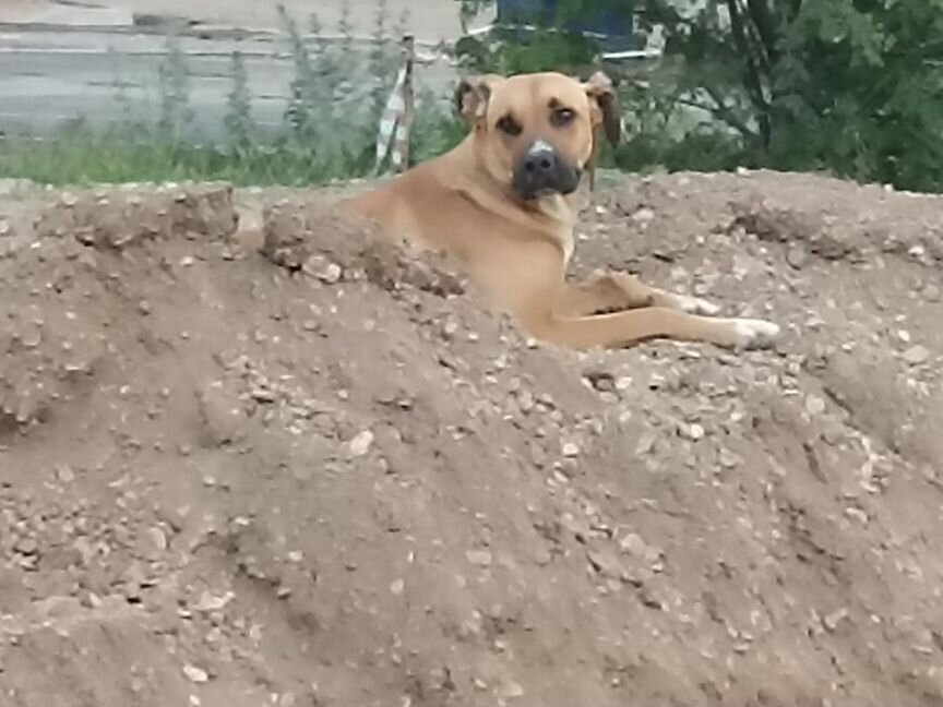 Сабака в добрые руки