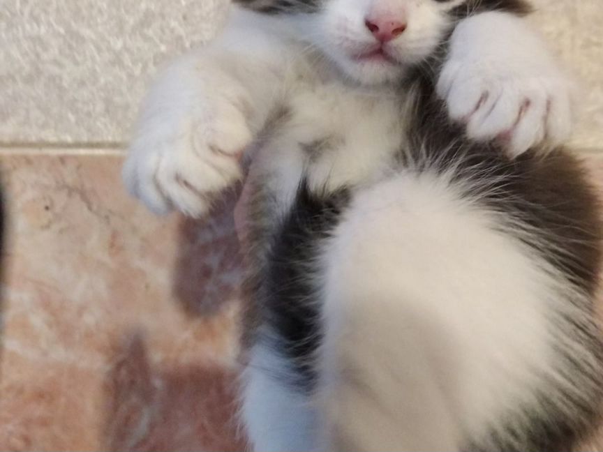 Котенок.Полупушистый мальчик.1мес.10дн