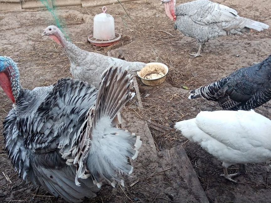 Индюки домашние