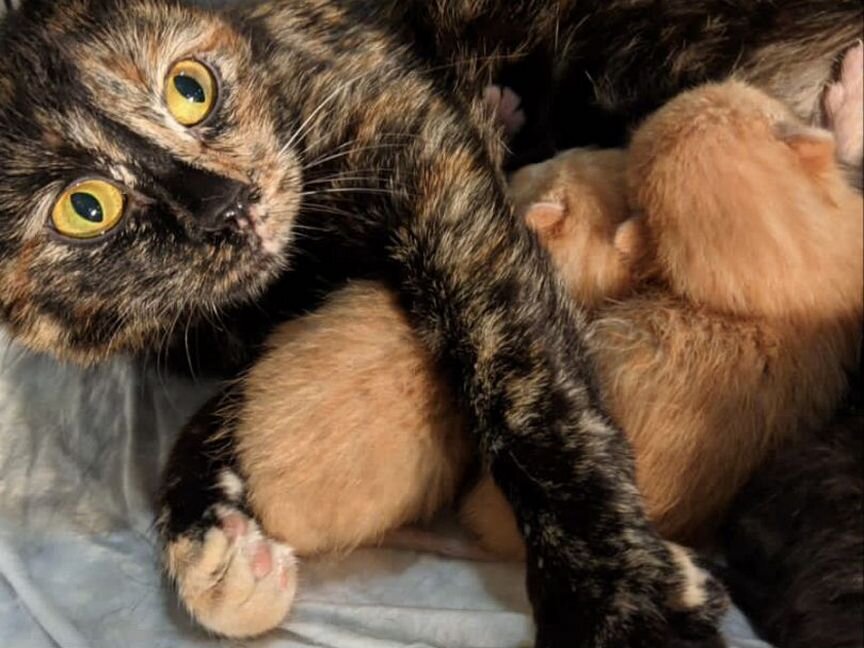 Кошка с котятами в клинике в добрые руки