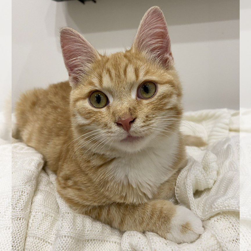 Котёнок в добрые руки