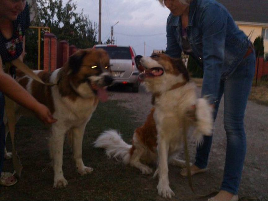 Московская сторожевая (Опытный кабель для вязки)