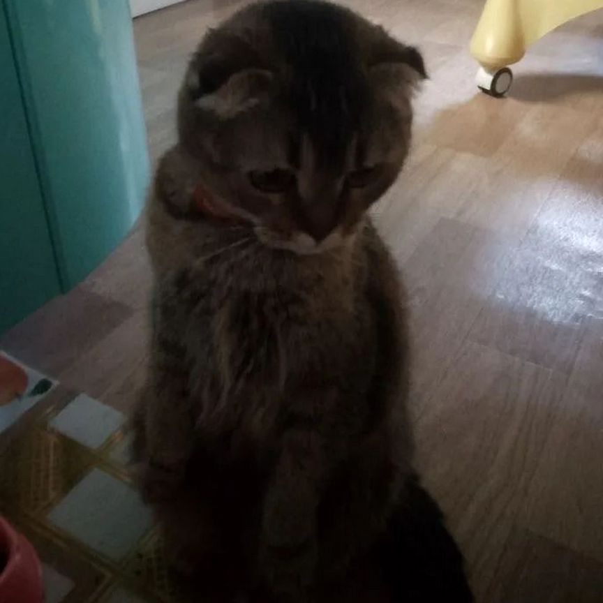 Шотландская вислоухая короткошёрстная, взрослая кошка