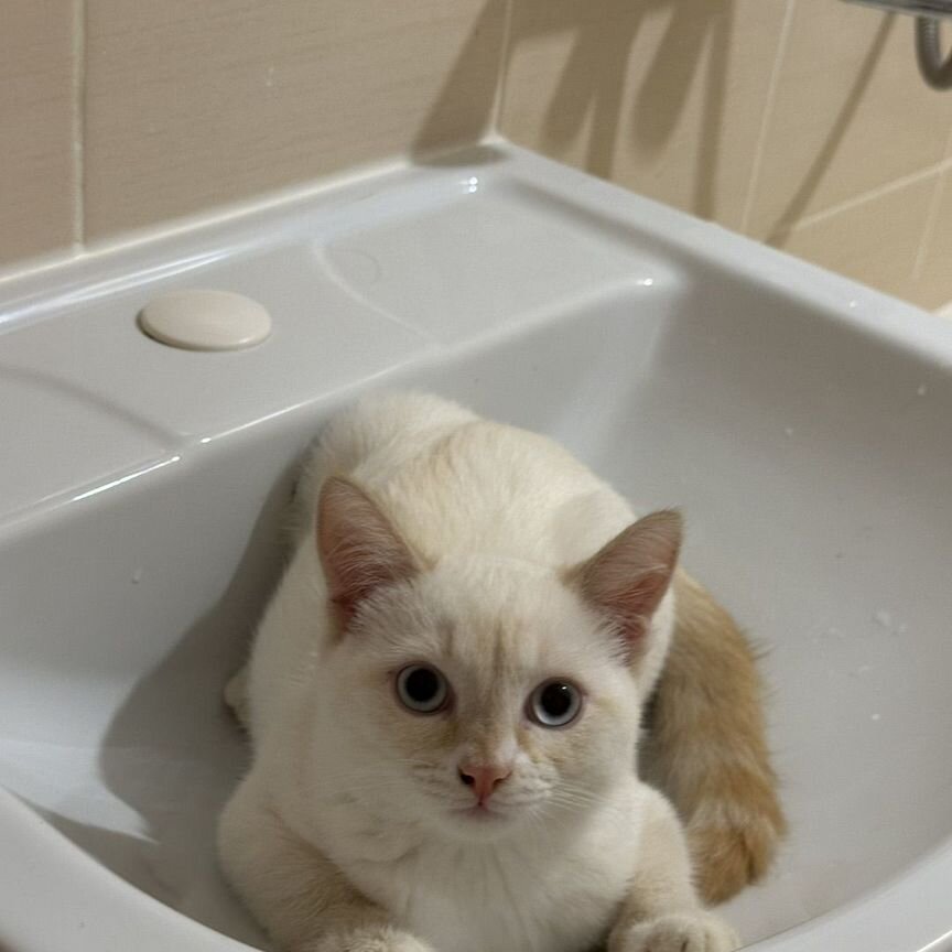 Турецкая ангора котёнок