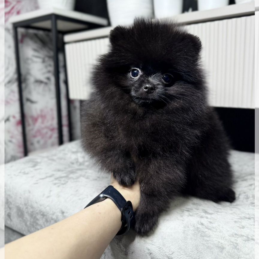 Померанский шпиц, щенок