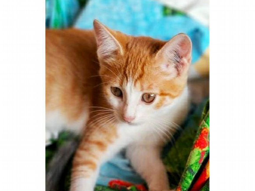 Котенок девочка 3 месяца