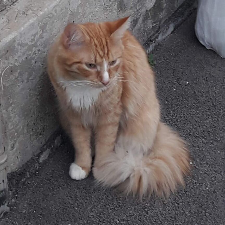 Котята в добрые руки бесплатно