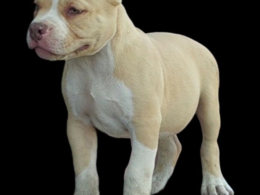 Американский булли стандарт