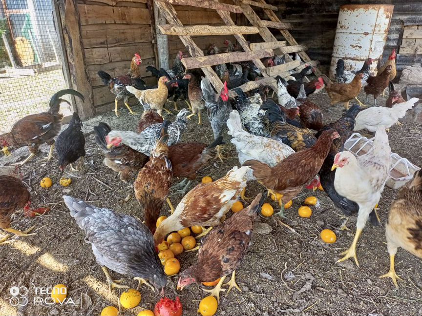 Петушки молодняк