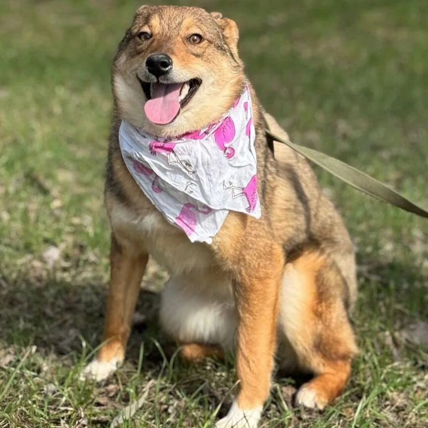 Взрослая собака в добрые руки