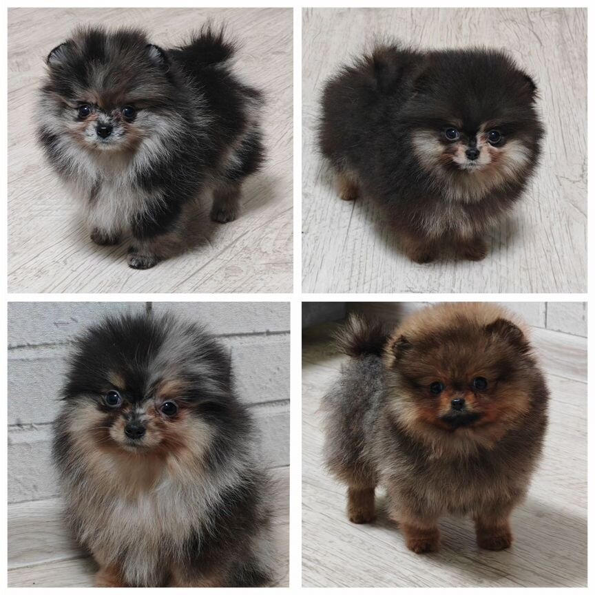 Померанский шпиц, щенок