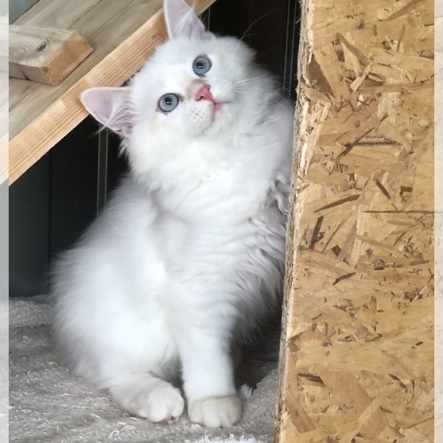 Невский маскарадный котёнок