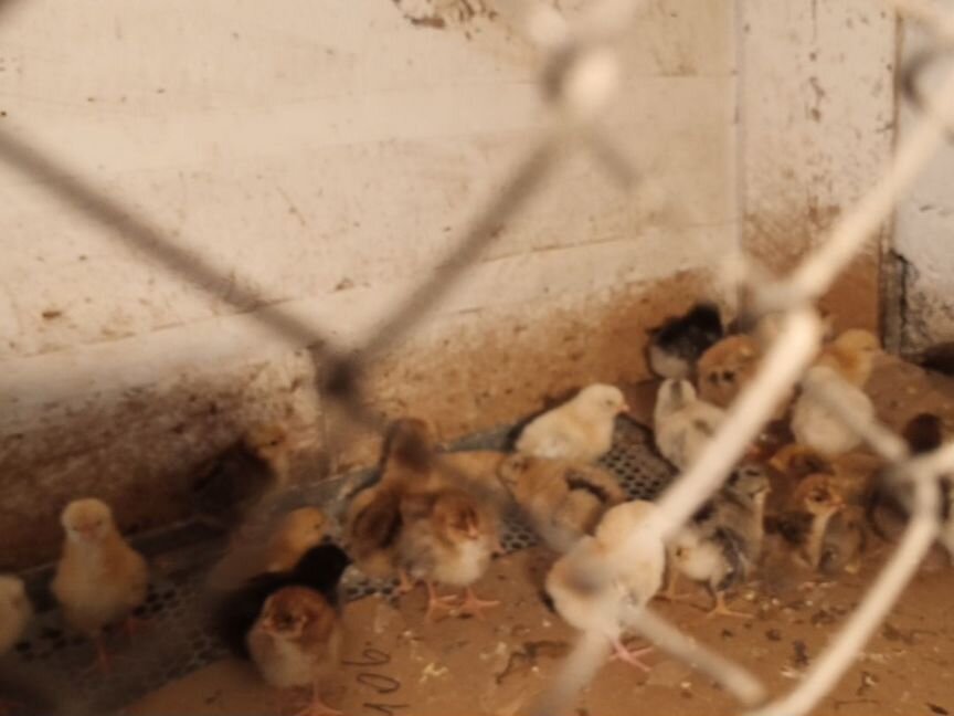 Выведу цыплят от домашней курицы под заказ