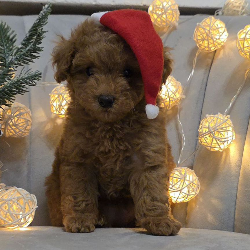 Мальтипу, щенок