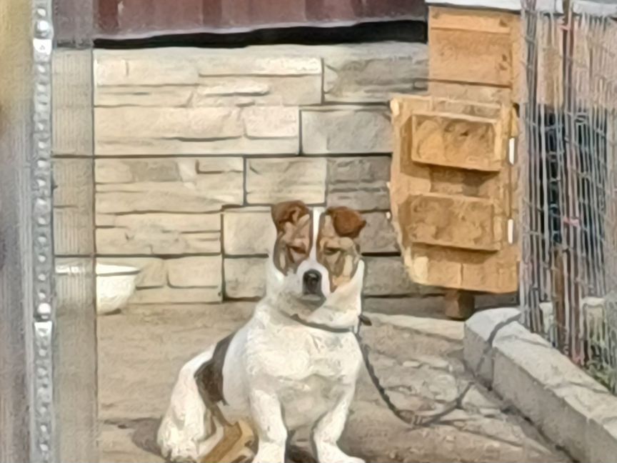 Щенки маленькой дворняжки мальчик,пол года