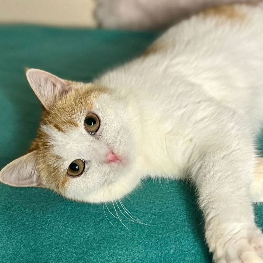 Котенок