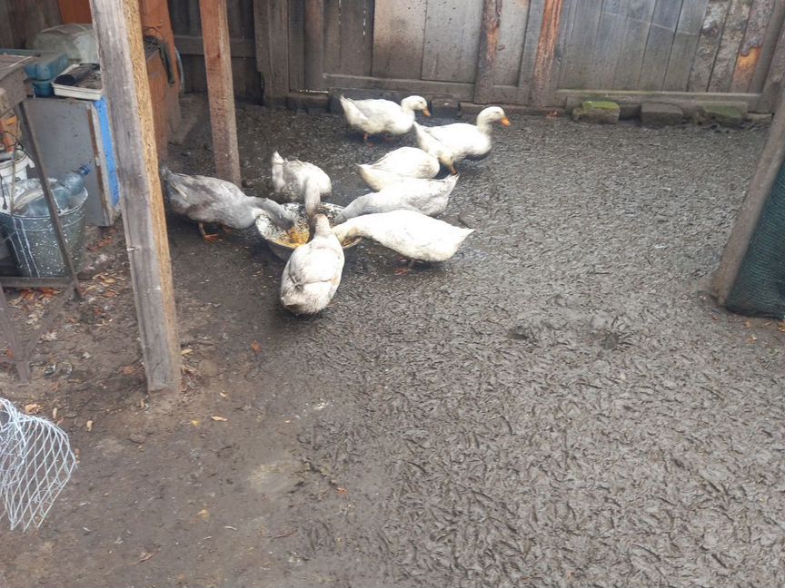 Продам уток