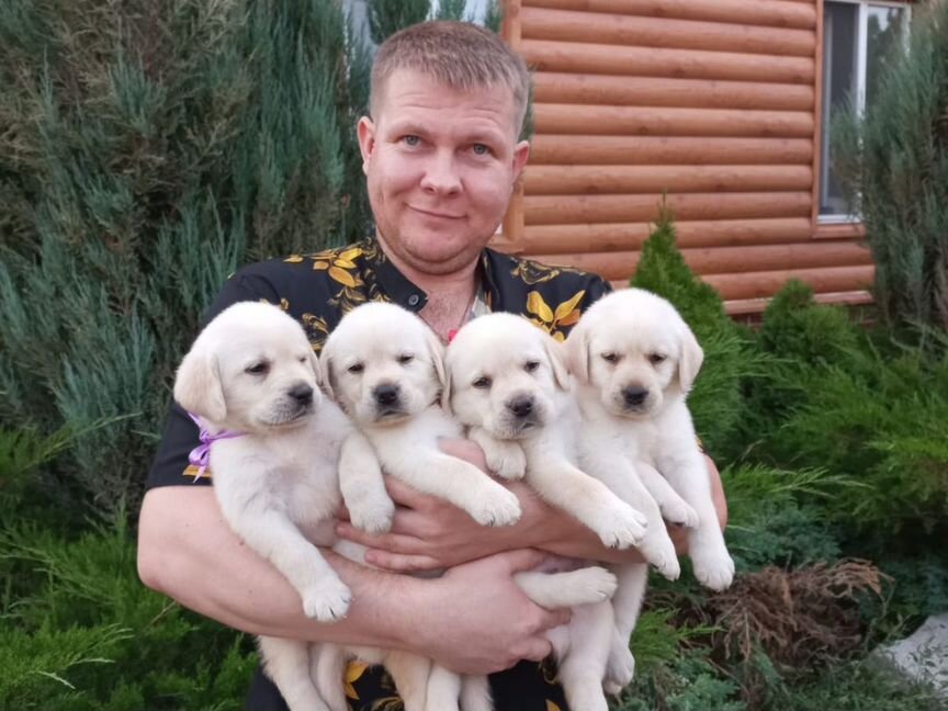 Щенки
