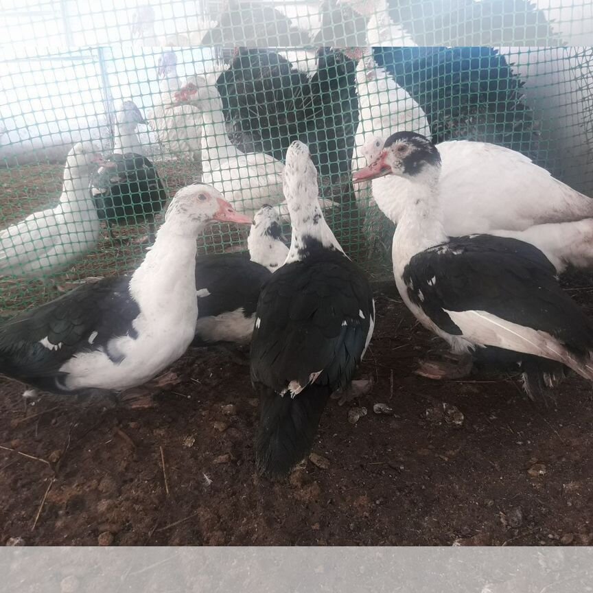 Индоутка мускусная утка