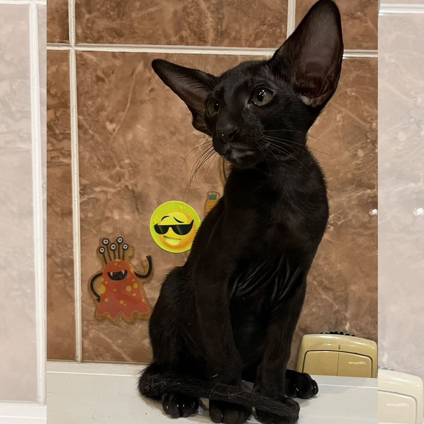 Ориентальные котята