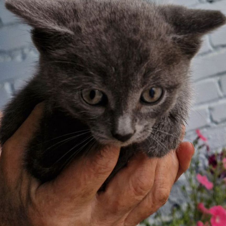 Котята в добрые руки бесплатно мальчик
