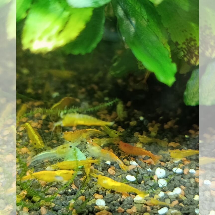 Креветки аквариумные желтые