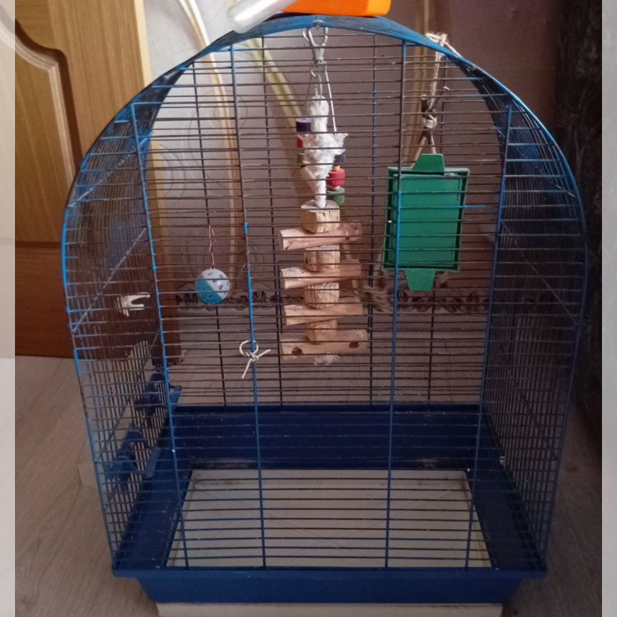 Волнистый попугай