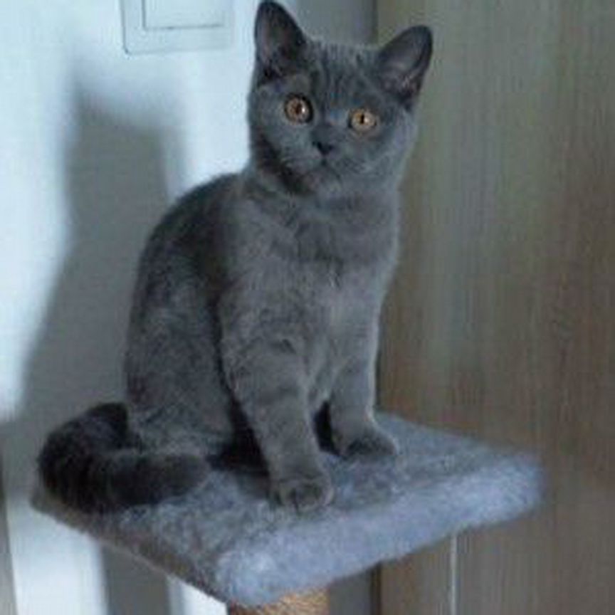 Британская