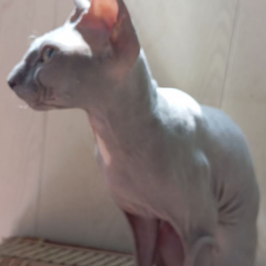 Донской сфинкс вязка