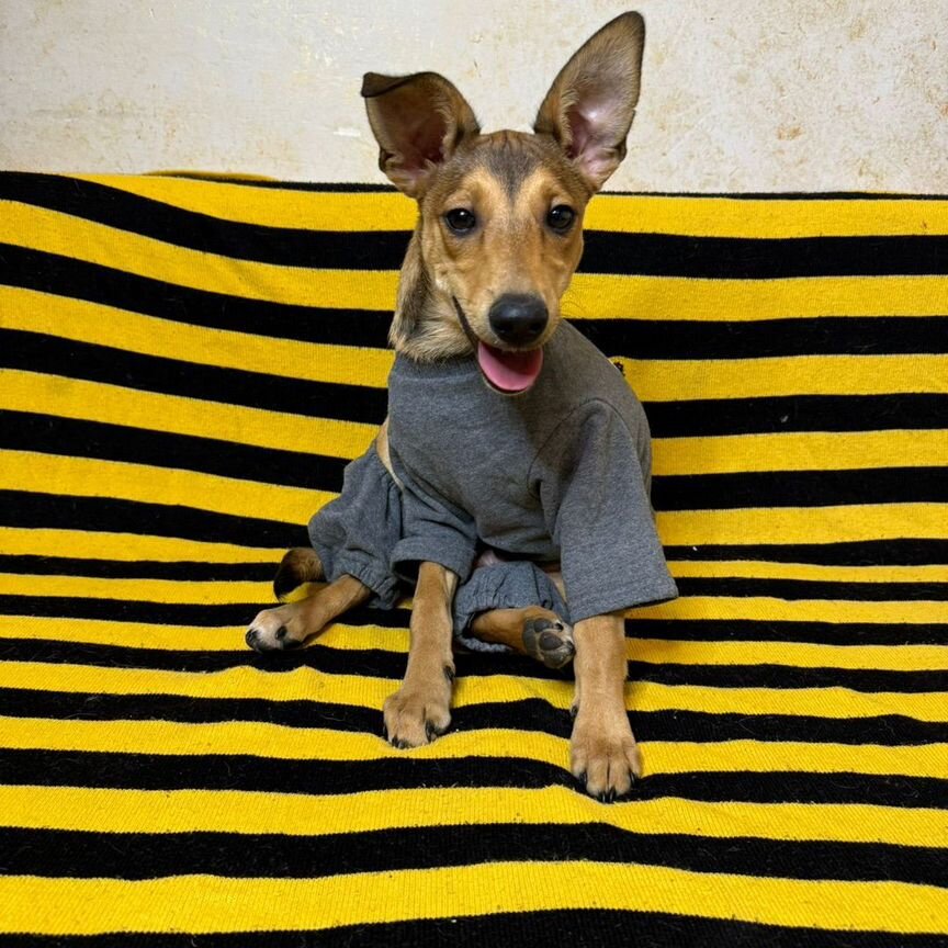 Джек в добрые руки