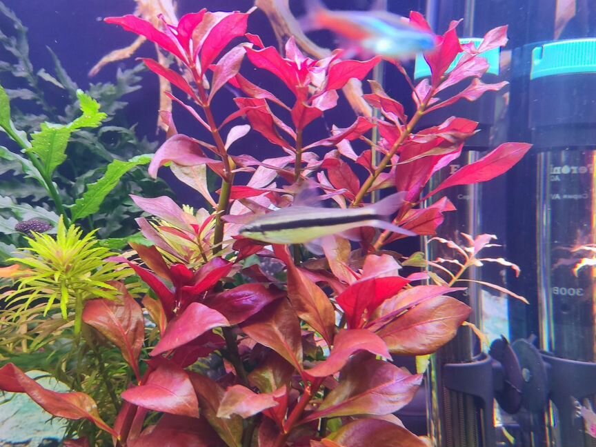 Сиамский водорослеед sae