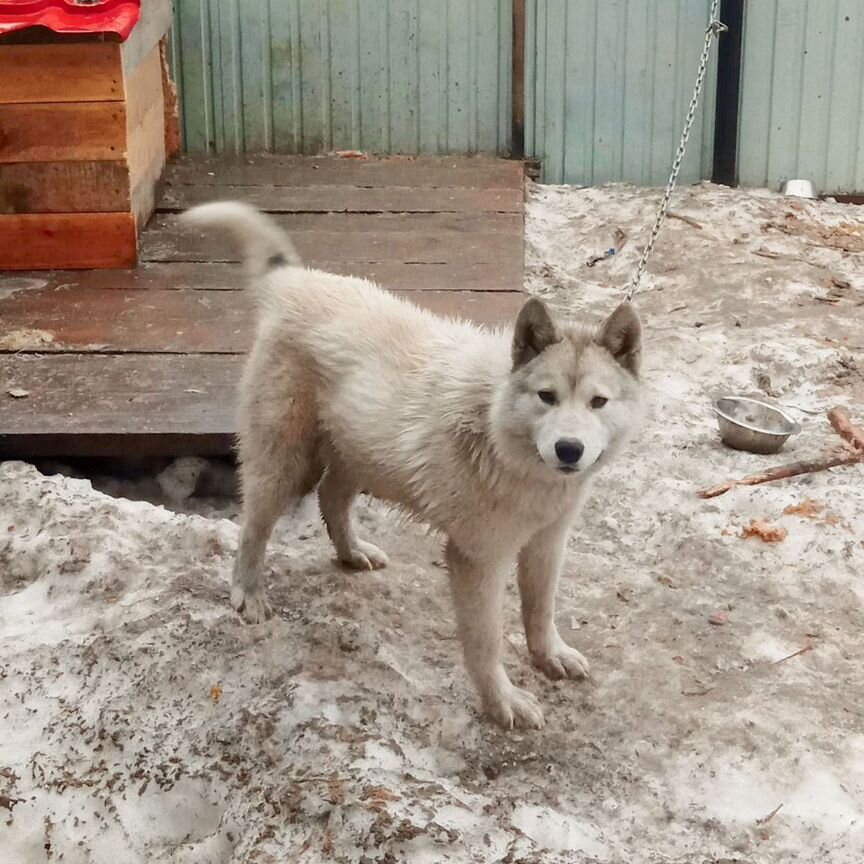 Аляскинский маламут