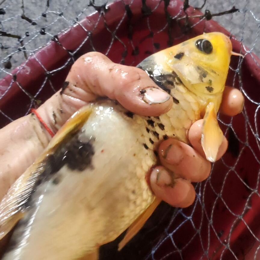 Продам карпов кои