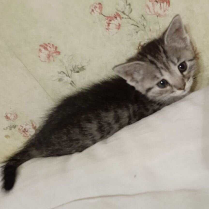Отдам в добрые руки котят
