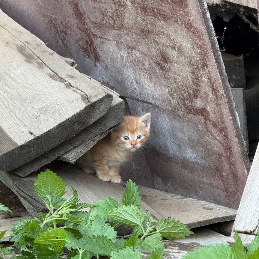 Котенок