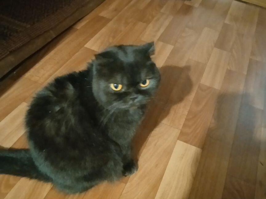 Британская кошка в дар