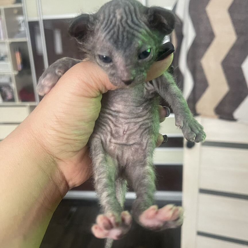 Донской сфинкс котёнок
