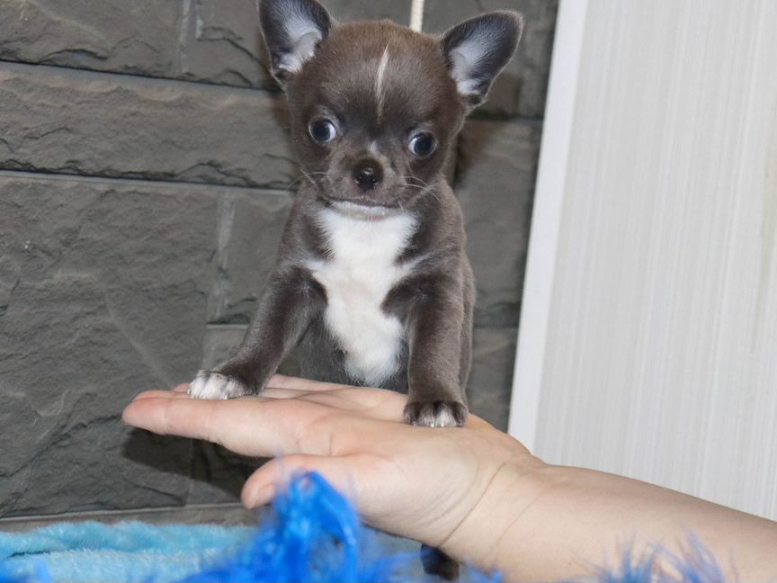 Вегас. Голубой чиxуахуа с дoстaвкой и видео