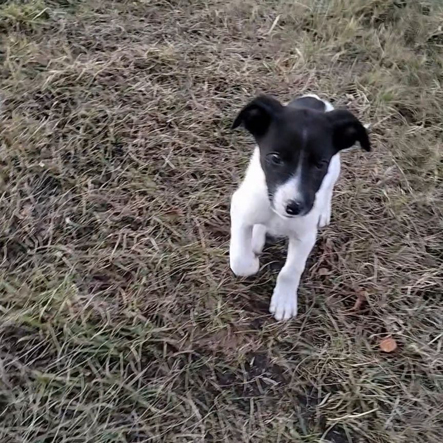 Щенки 1,5 месяца охотничьи