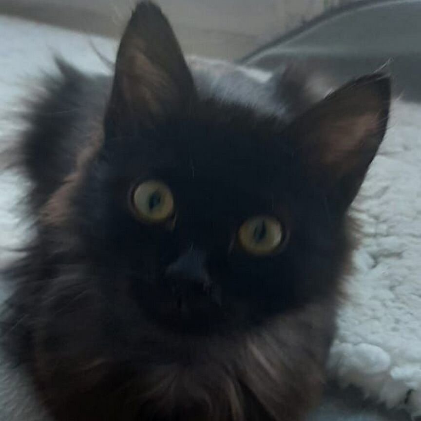 Котики в добрые руки